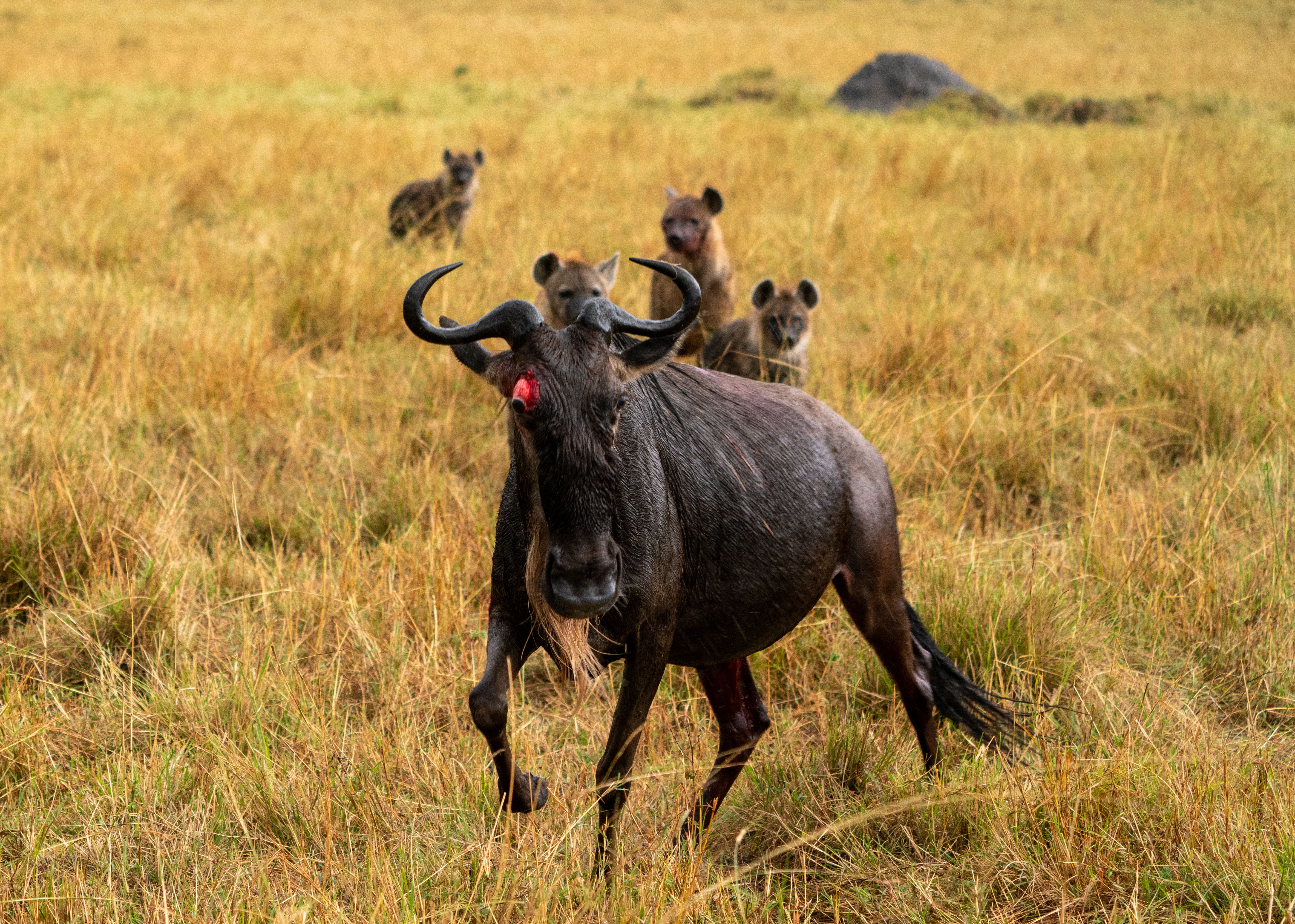 Tribute to a gnu – LadyClementine's World