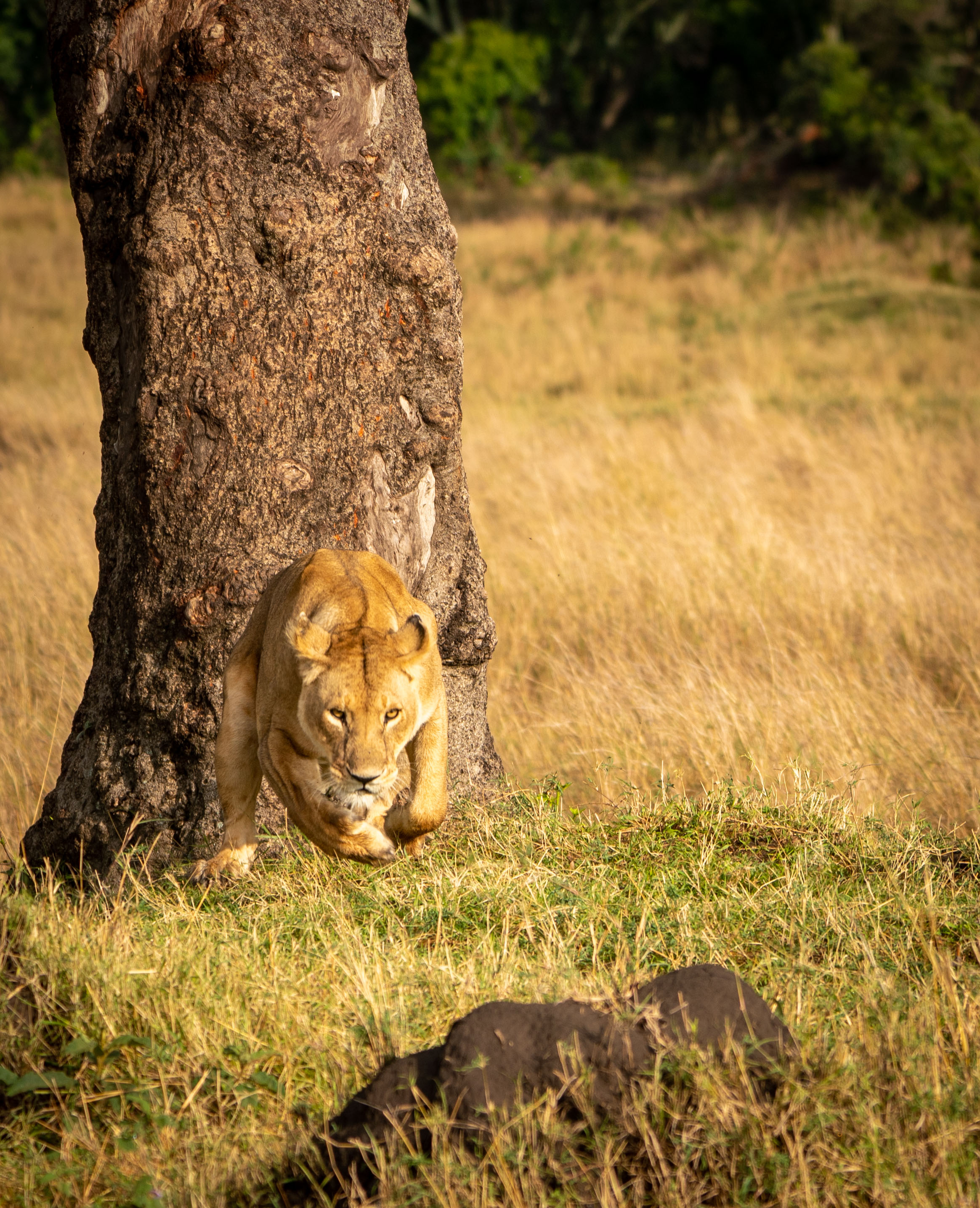 The lion queen – LadyClementine's World